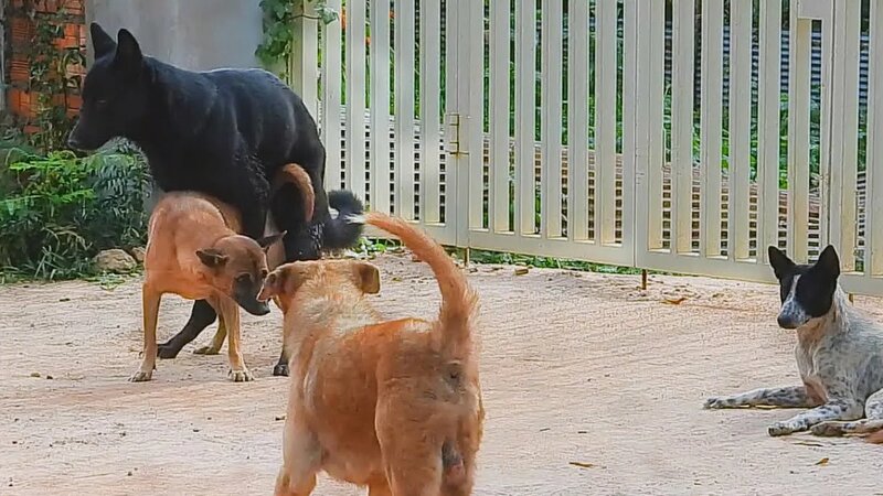 Dogs Mating On Street - Animal Watch Up - Asian Pets Lover