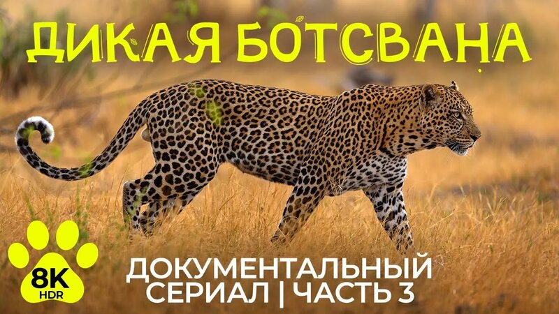 Дикая Ботсвана в 8K HDR - Самое интересное про животных Африканской ...