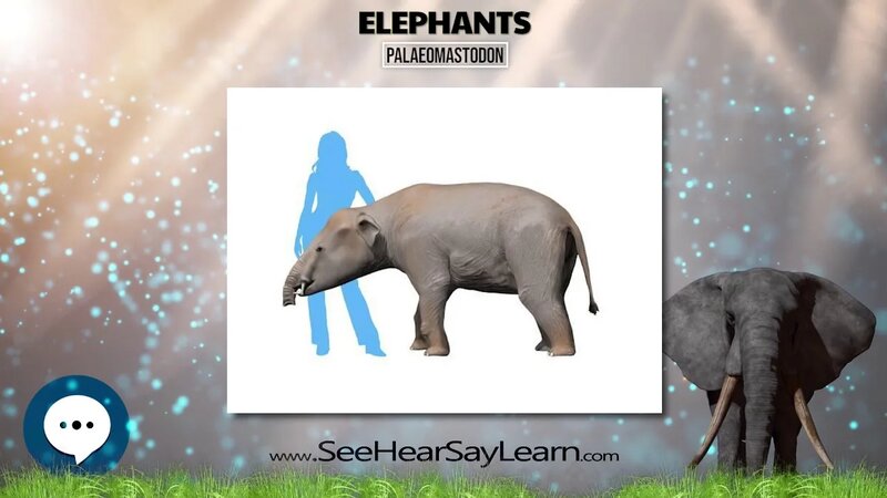 Palaeomastodon All Things Elephants - Yandex Video aramada çevrimiçi izle