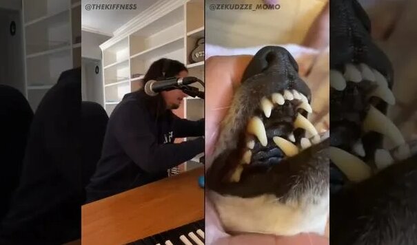 The Kiffness - Lalala Dog (Live Looping Singing Dog Song) - Смотреть ...