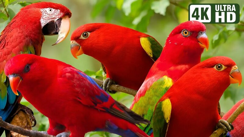 Beautiful red parrots | amazing birds | birds sounds for relaxing ...