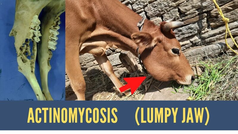 Lumpy JAW (Actinomycosis) - Смотреть онлайн в поиске Яндекса по Видео