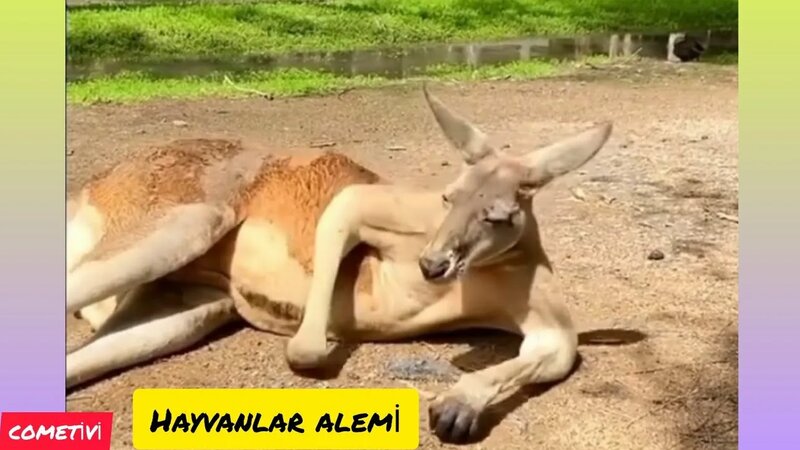 Hayvanlar Alemi Yeni 2021, Karışık Hayvan Derlemesi, İlginç Ve Komik ...
