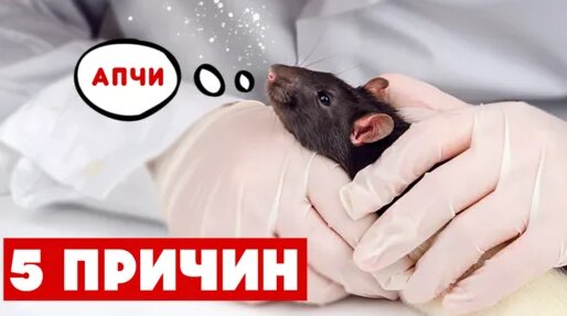 Почему на самом деле Чихает Ваша Крыса и Как это Исправить? Часть 1 ...