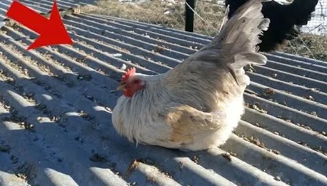 iran tavuğu: 828 video Yandex'te bulundu