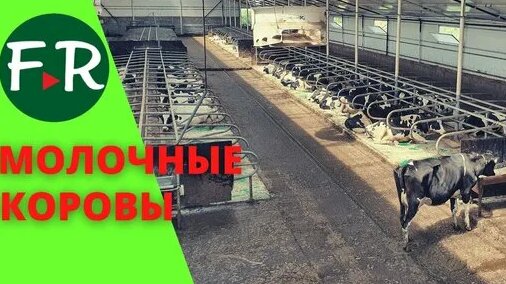 250 голов молочных коров. Семейная ферма Латыповых. Содержание и ...