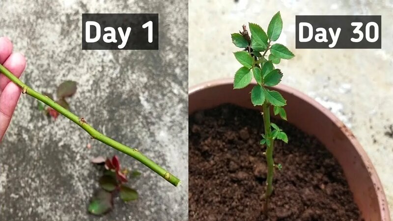 Easy way to grow rose from cutting, How to grow rose plant from cutting ...