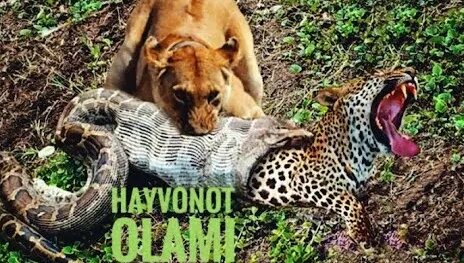 Hayvonot olami / Yovvoyi hayvonlar / Sher/ Goplon/ Yaguar / Zebra / Ohu ...