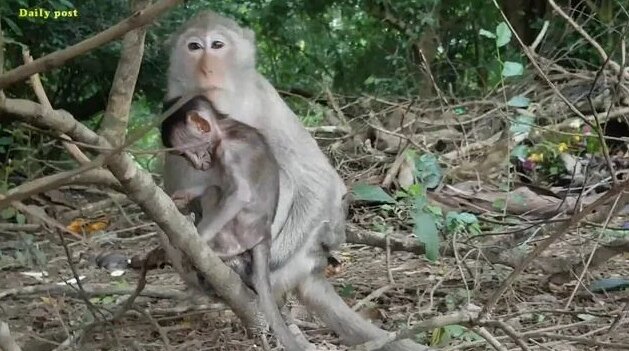 Ava monkey gets tired of poor baby monkey Alex | why mom Ava monkey ...