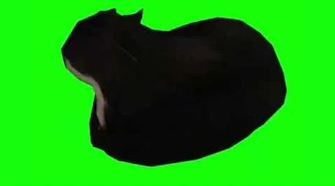 Spinning Cat Dingus the Cat Green Screen / Kendi Etrafında Dönen Kedi ...