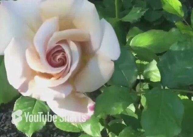 Роза Stephen Rulo Первогодка. Сезон 2023г - Смотреть онлайн в поиске ...