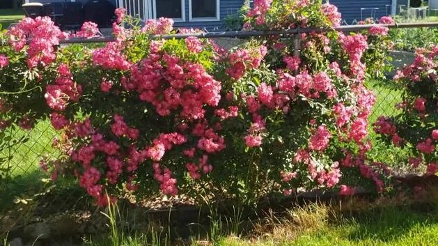 Robin hood rose in my backyard. - Смотреть онлайн в поиске Яндекса по Видео