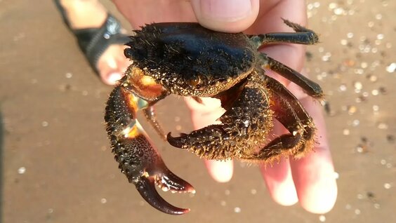 yengeç çizimi: 887 video Yandex'te bulundu