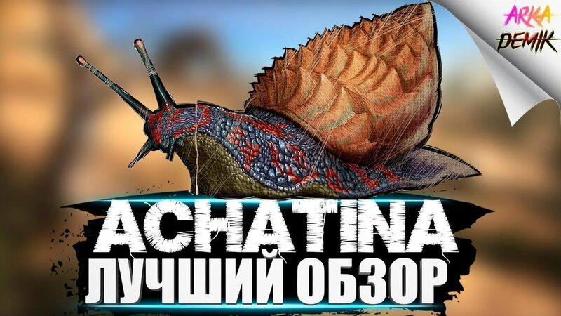 Ахатина (Achatina) в АРК. Лучший обзор: приручение, разведение и ...