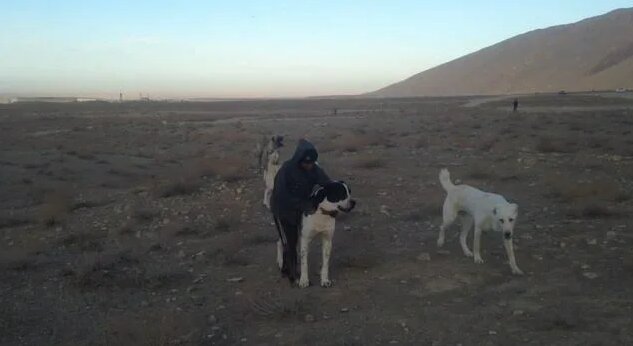 отарные собаки - Туркменский Волкодав! Aboriginal Dog Alabai. Turkmen ...