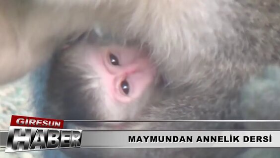 maymun yavrusu: 890 video Yandex'te bulundu