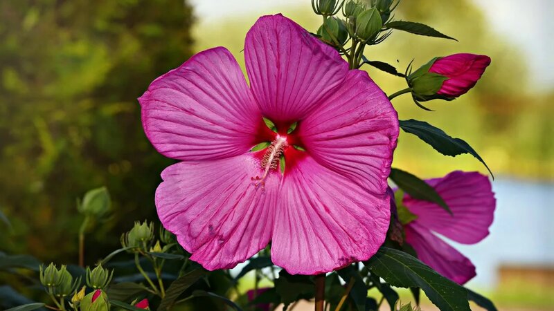 Structure & Functions of Different Parts of Flower - Смотреть онлайн в ...