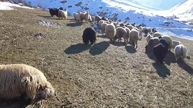 Ayşe Şan - Dertli Anam-Hesreta Dılemın-Yar Meyreme-Qiza Çerkez Xatune ...