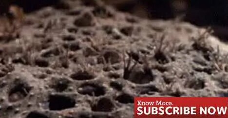 Amazing birth of pipa pipa suriname toad(trypophobia) - Смотреть онлайн ...