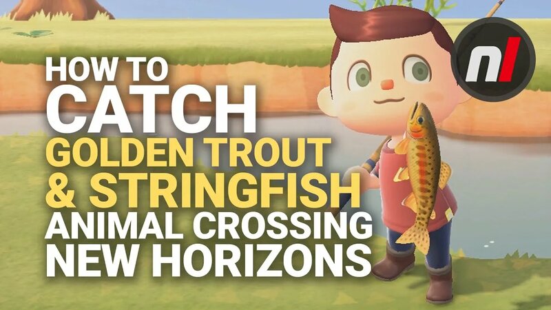 How to Catch the Golden Trout & Stringfish in Animal Crossing: New ...