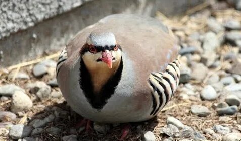 Dişi Keklik Sesi. Keklik Maceraları.. female partridge voice