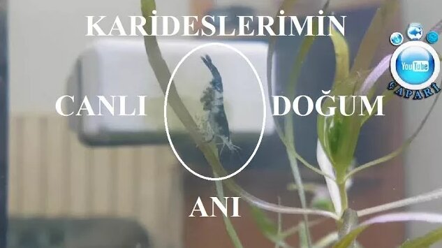 Karides Yumurtalarını Havalandırıyor Canli - Yandex Video aramada ...