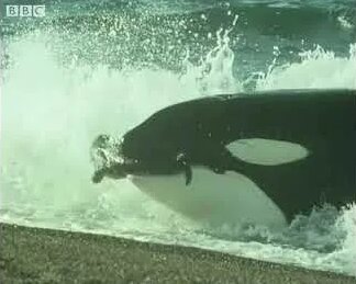 +orka katil balina filmi: 738 video Yandex'te bulundu