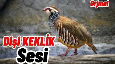 Dişi Keklik sesi [ orjinal] - Yandex Video aramada çevrimiçi izle