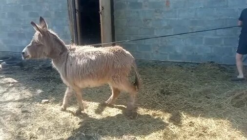 donkey and man mating first time successfully donkey mating video