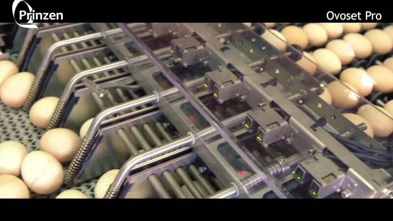 Vencomatic Group: Prinzen - Ovoset Pro - Automatic egg packer for ...