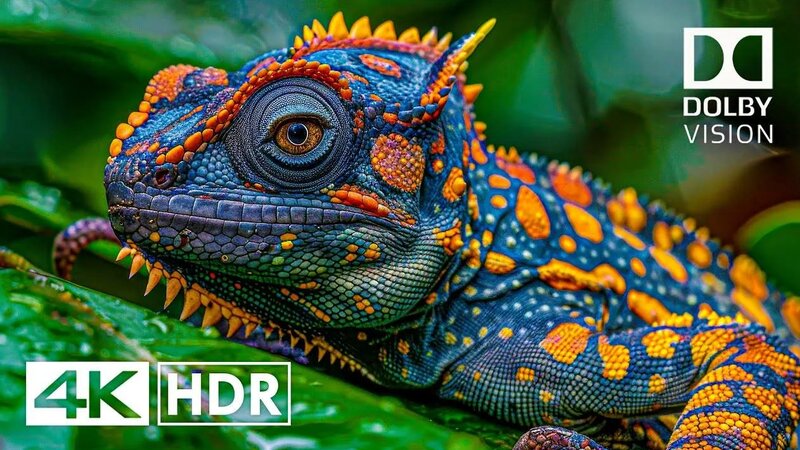 4K Video Ultra HD 60 FPS - Best of 4K HDR Dolby Vision - Смотреть ...