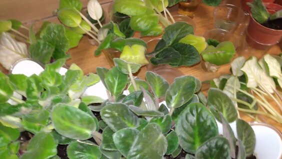 menekşe wallpaper: 903 video Yandex'te bulundu