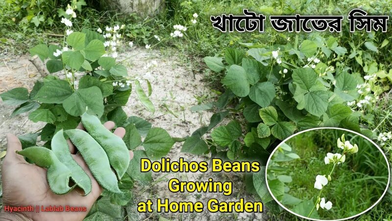 How to Grow Dolichos Beans||Hyacinth or Lablab Beans Growing at Home ...