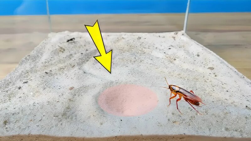 Попадет ли Таракан в ловушку Муравьиного льва? — Видео от Alex Boyko ...