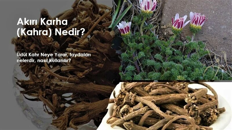 Çirkini Güzelleştiren Bitki Akırı Kahra (Üdül Kahr) - Yandex Video ...