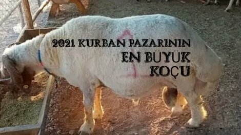 kurbanlık koç resimleri: 920 video Yandex'te bulundu