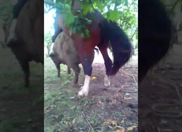 Male horse mating with female Pig in field #matingseason #horse #pig # ...