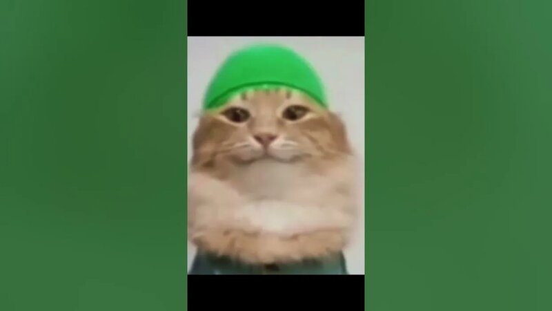 Kedullahı seviyormusunuz? #kedi #keşfet #keşfet #keşfetdus #abone #like ...