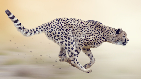 CatBoost - open-source gradient boosting library