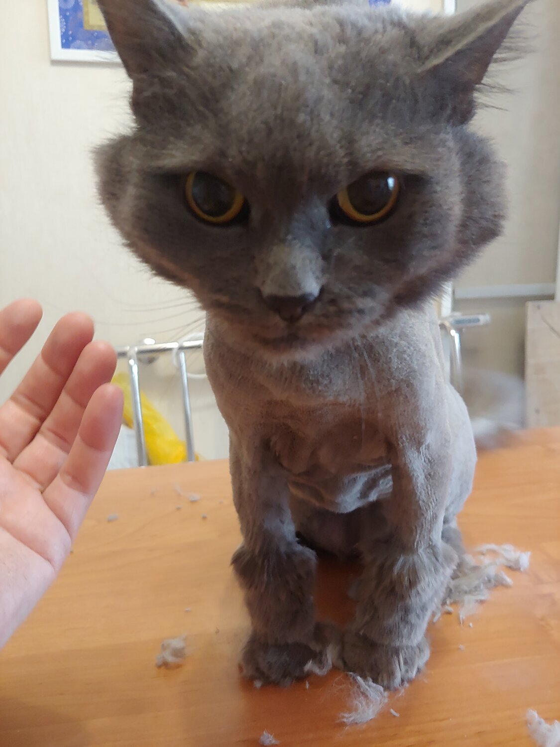 Стрижка животных в Москве: 180 грумер со средним рейтингом 4.8 с ...