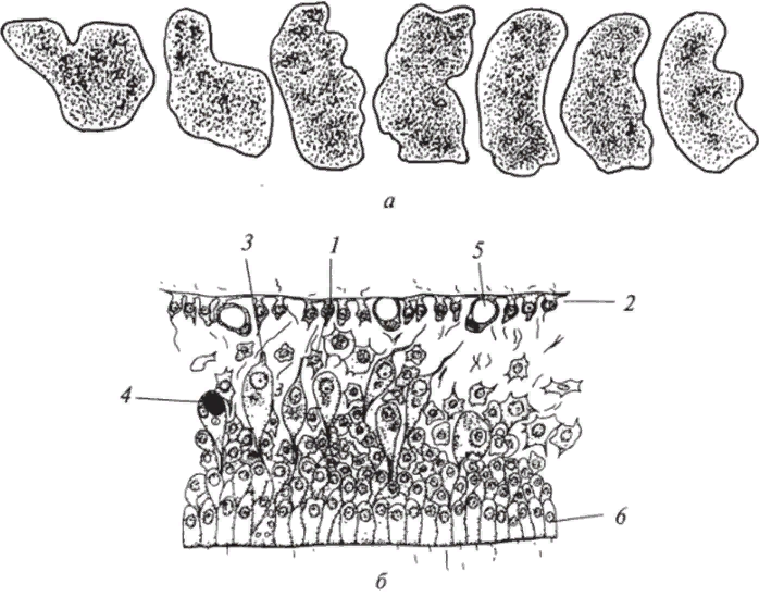«Так ли "прост" этот странный трихоплакс?...» — Яндекс Кью