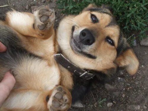 «Почему собакам нравится, когда их гладят по животу?» — Яндекс Кью