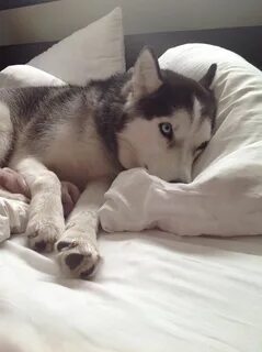 husky tumblr: Yandex Görsel'de 936 görsel bulundu