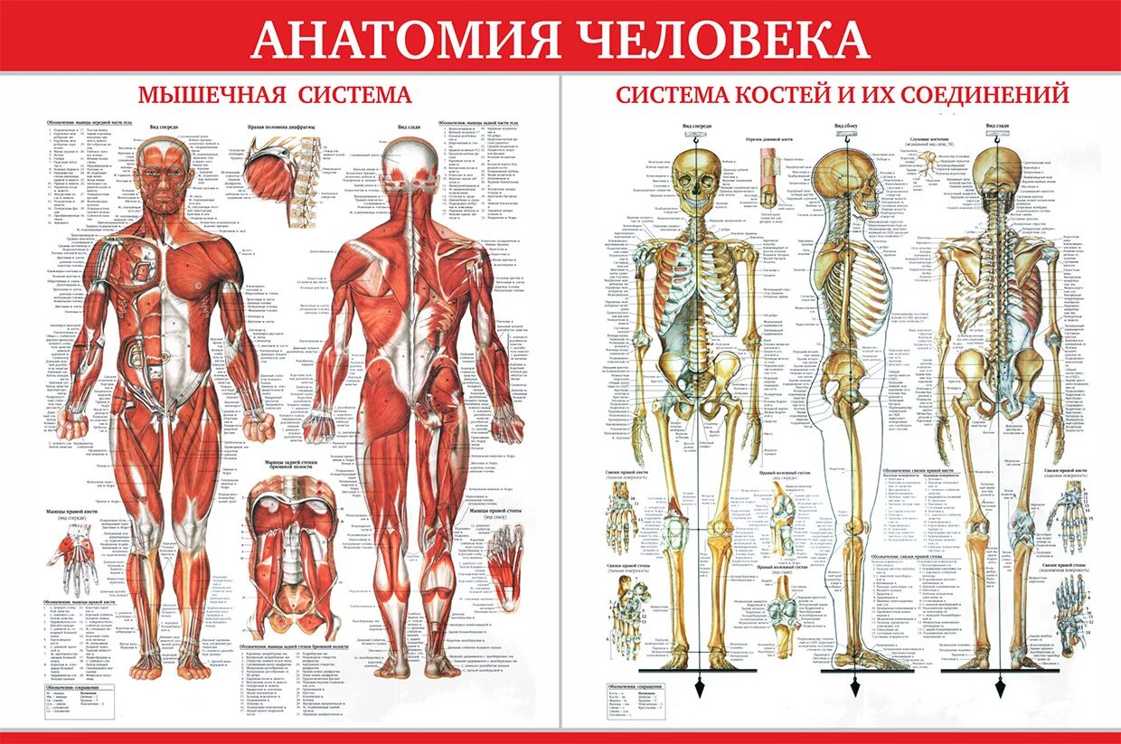 Методическая анатомия