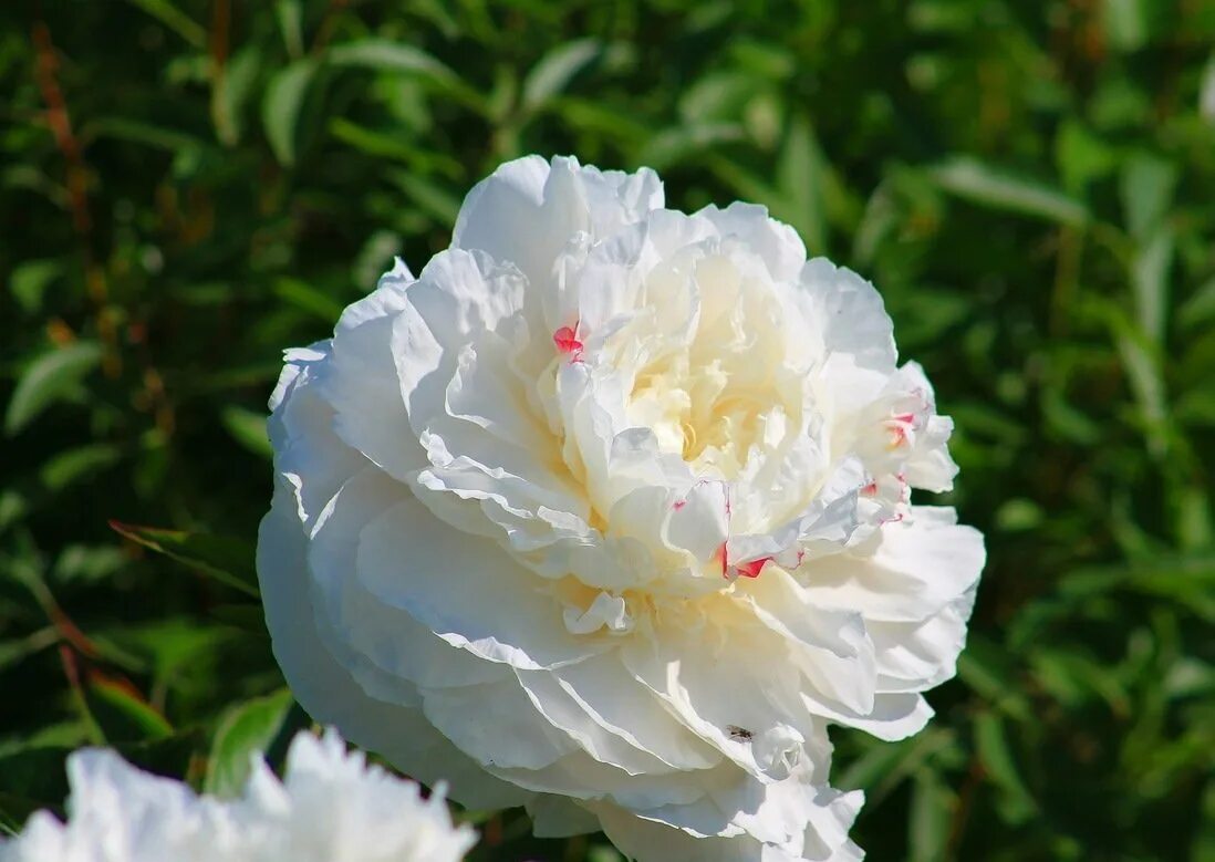 Пион бульденеж фото – Telegraph