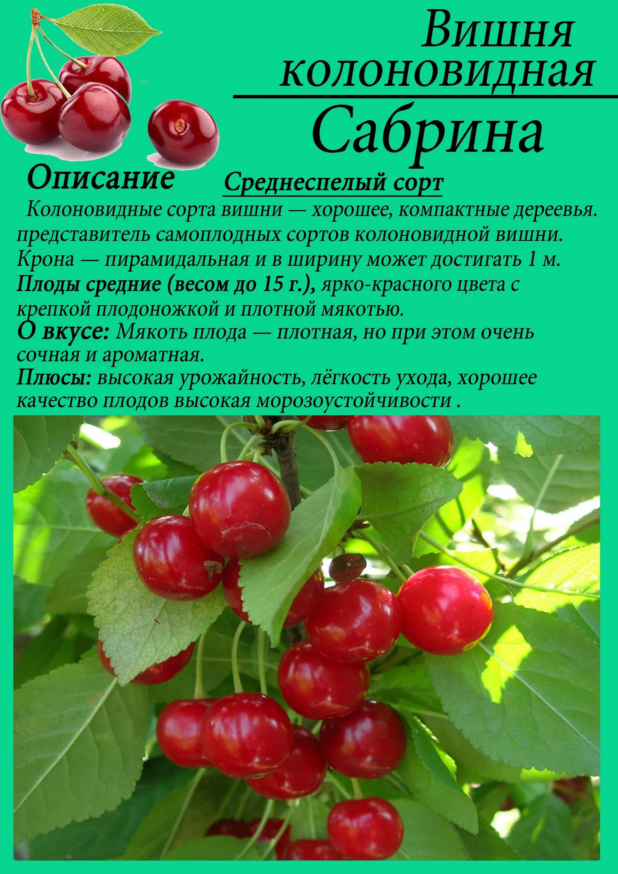 Сорта вишен описание