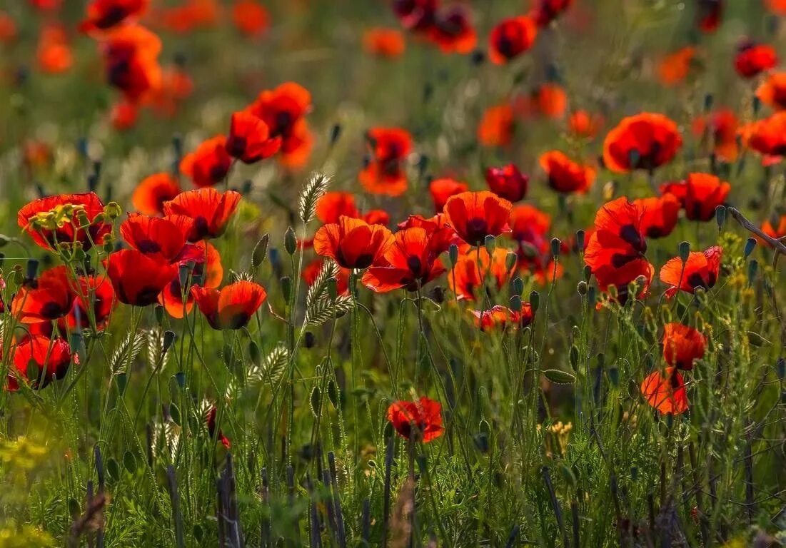 Маки в степи (Фото) - treepics.ru