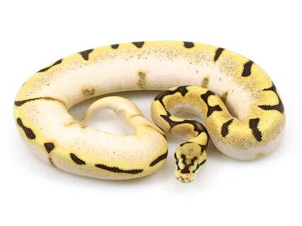 download spider python: Yandex Görsel'de 1 bin görsel bulundu