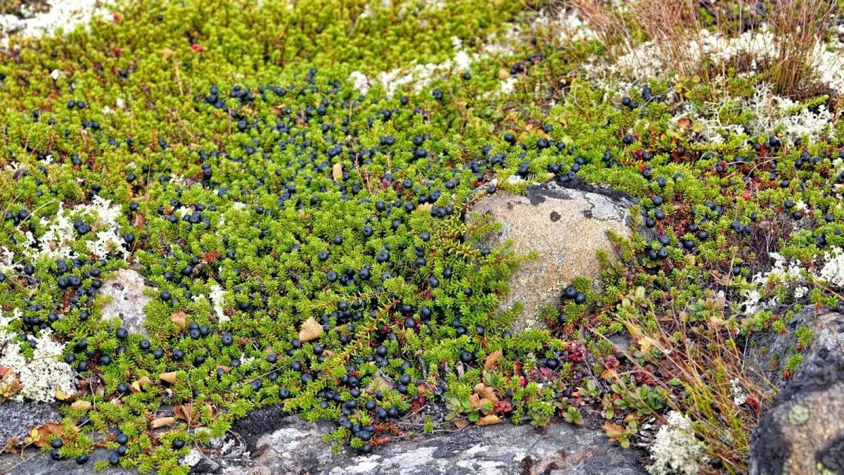 Вороника (много фото) - treepics.ru