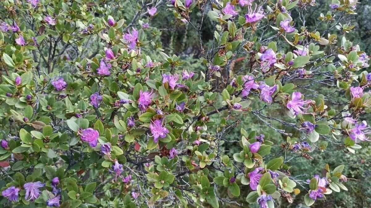 Маральник на Алтае (Много фото!) - treepics.ru